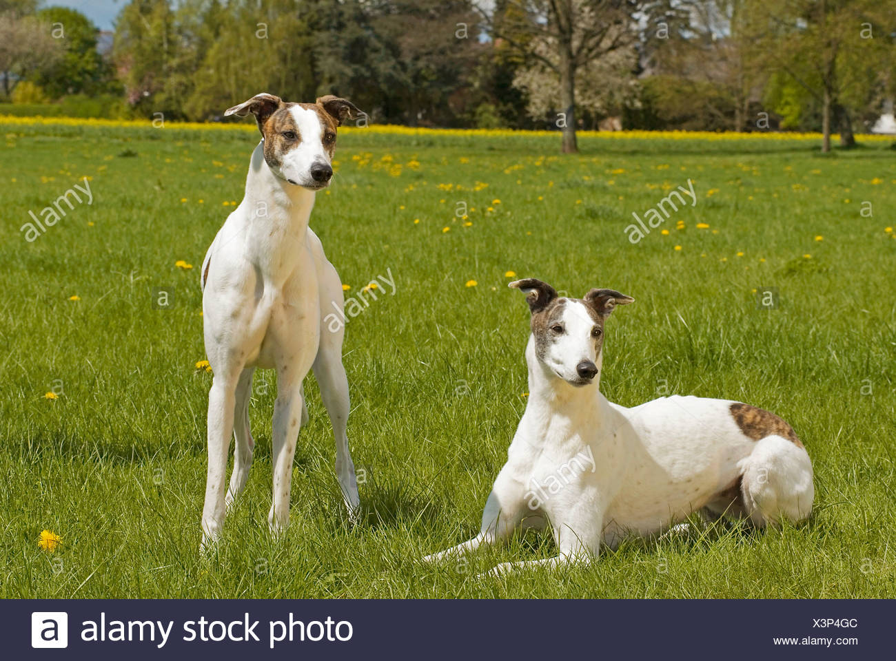 Hungarian Agar High Resolution Stock Photography and Images - Alamy