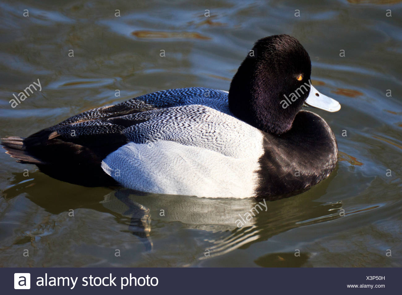 Bluebill Duck High Resolution Stock Photography and Images - Alamy