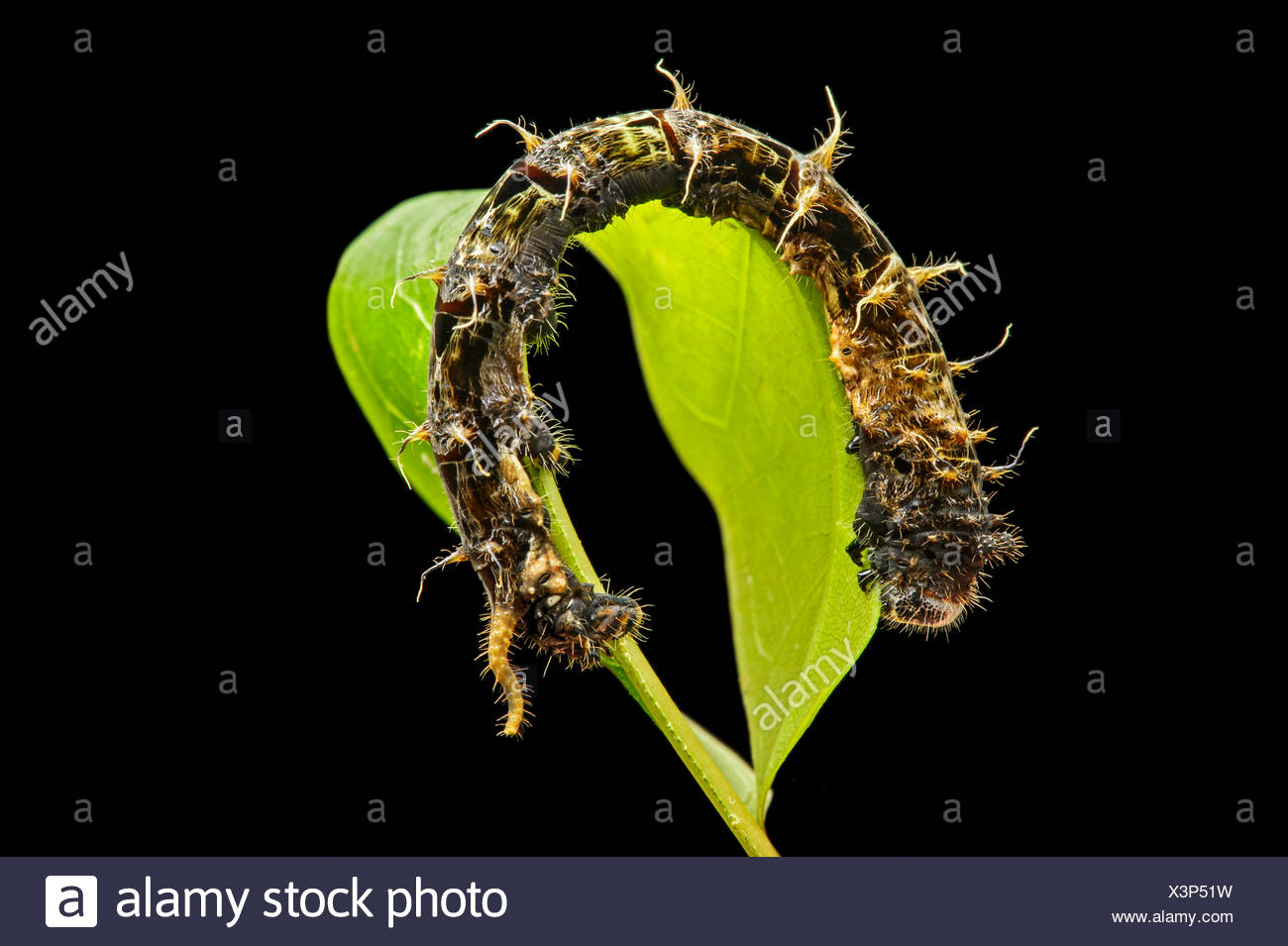 Geometridae Caterpillar High Resolution Stock Photography and Images ...