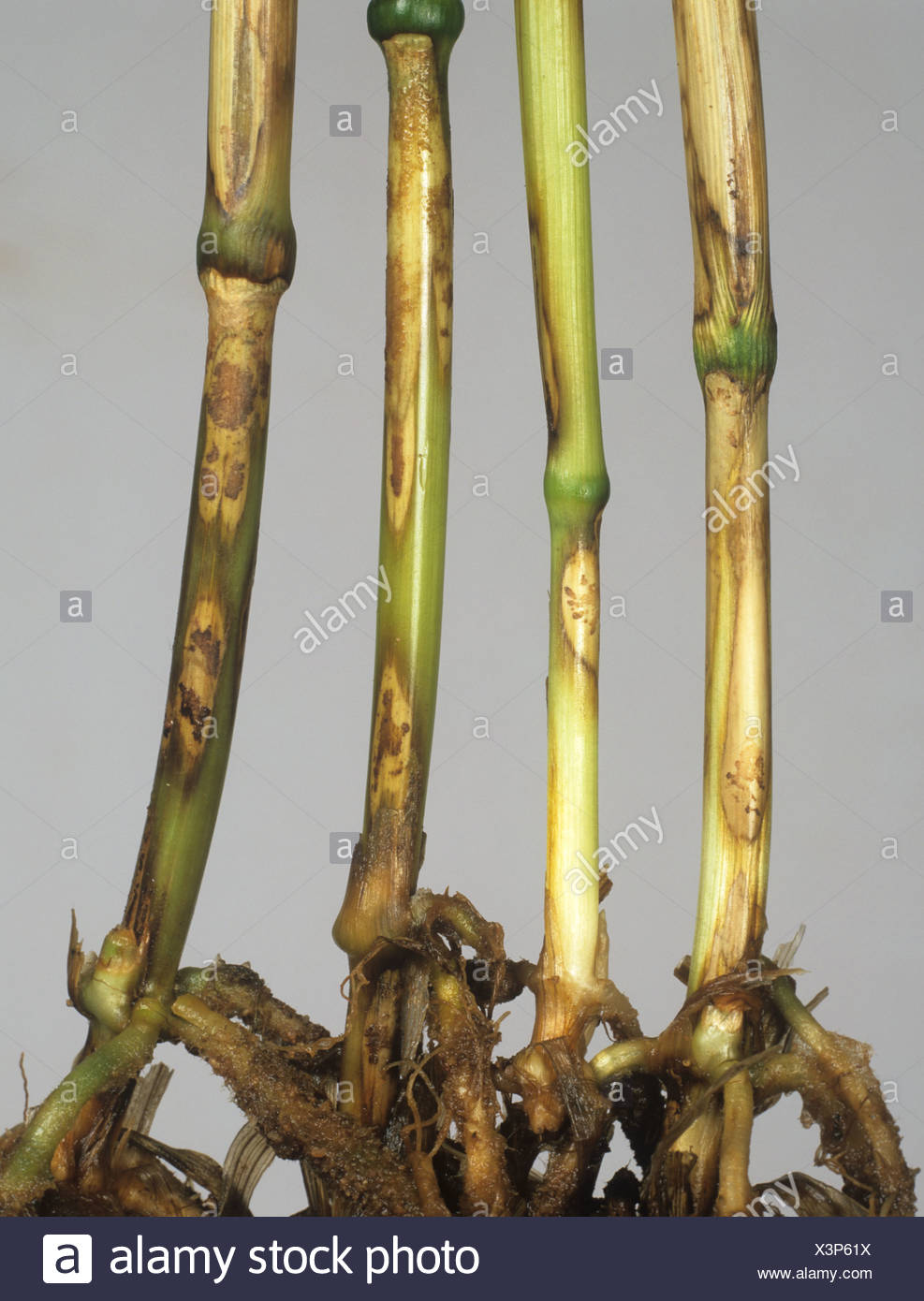 Eyespot Disease Stock Photos & Eyespot Disease Stock Images - Alamy