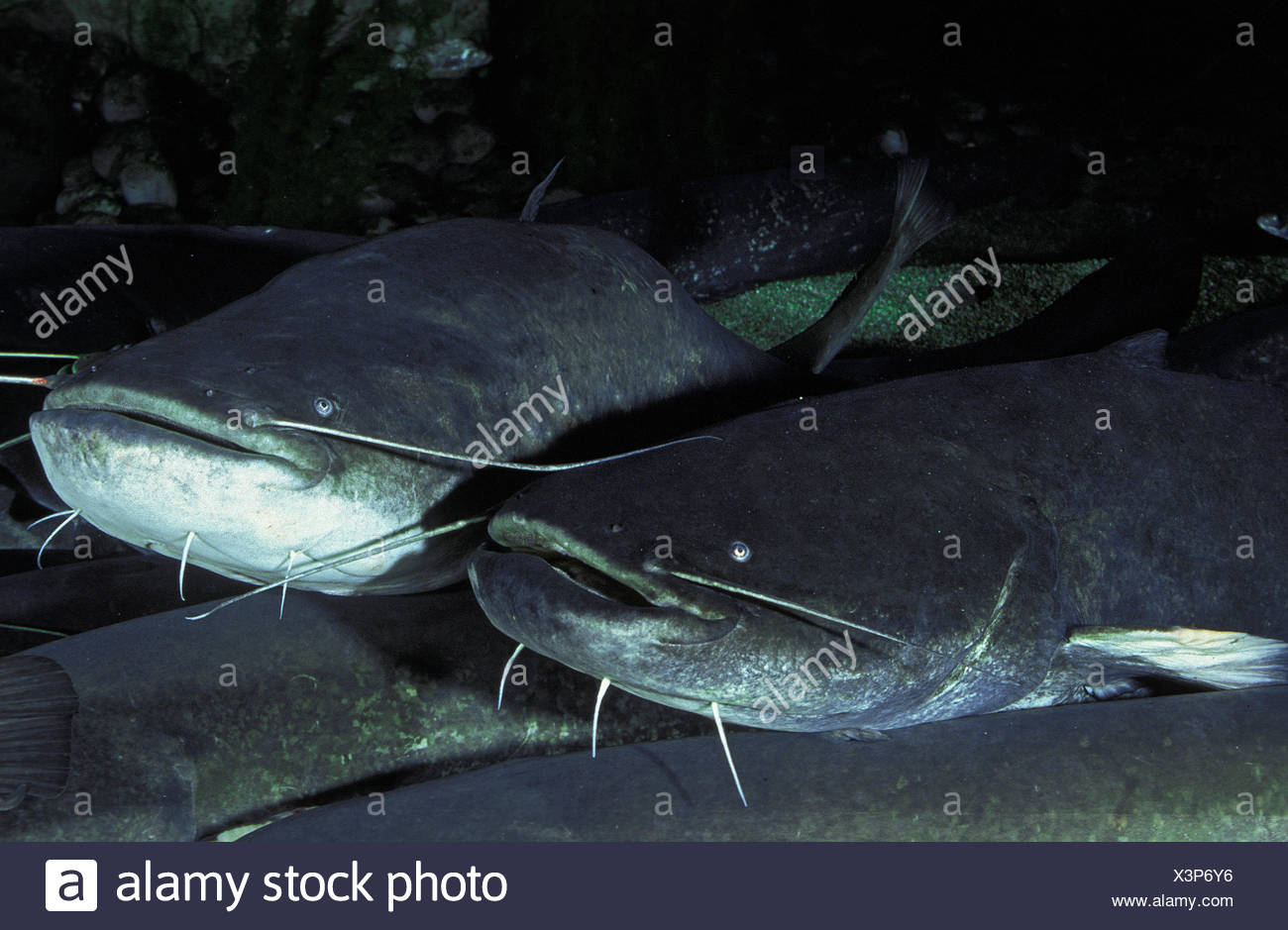 Wels Catfish Silurus Glanis High Resolution Stock Photography and ...