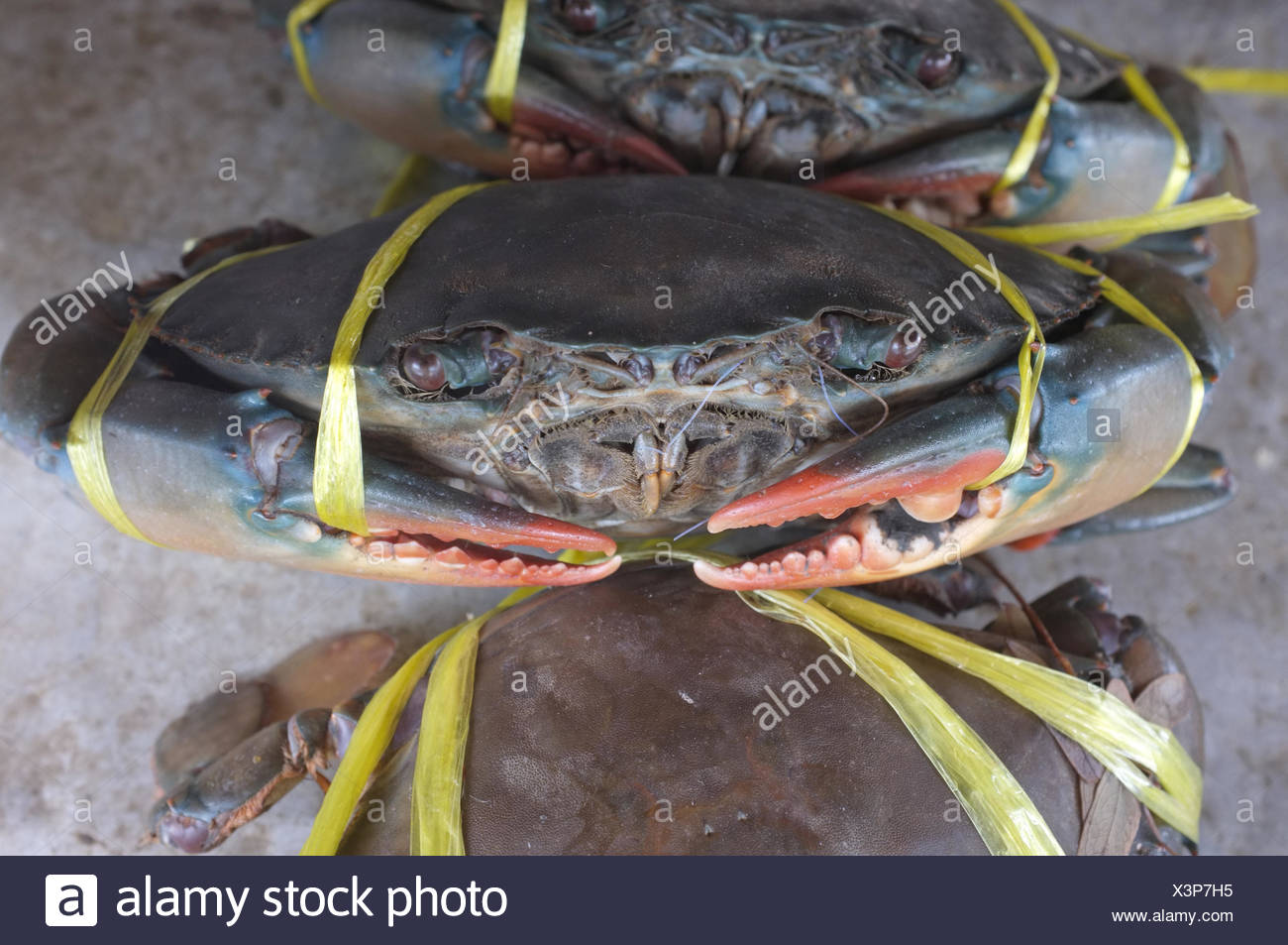 Legs Tied Rope High Resolution Stock Photography and Images - Alamy