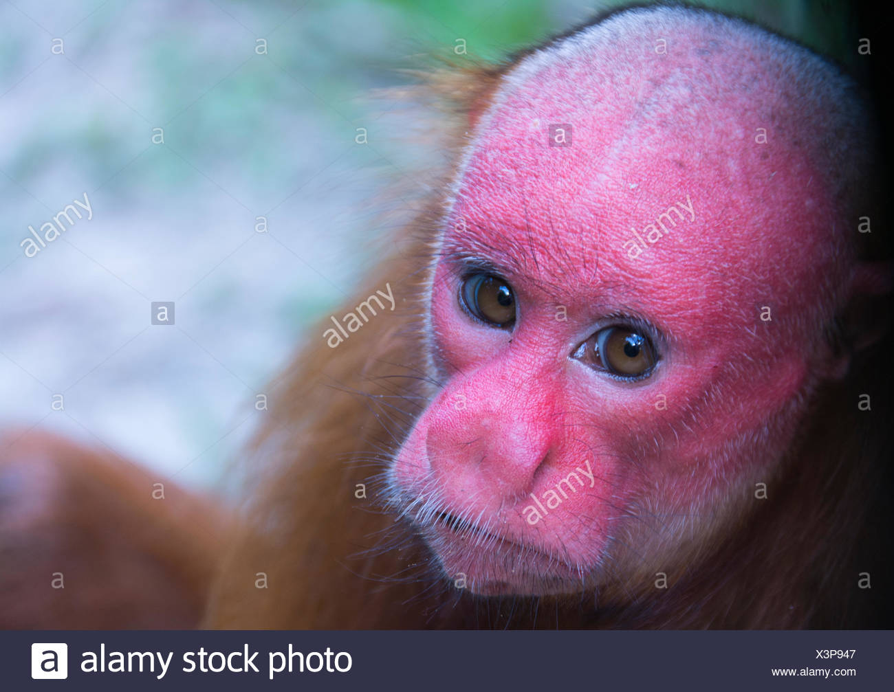 Amazonian Monkeys High Resolution Stock Photography and Images - Alamy