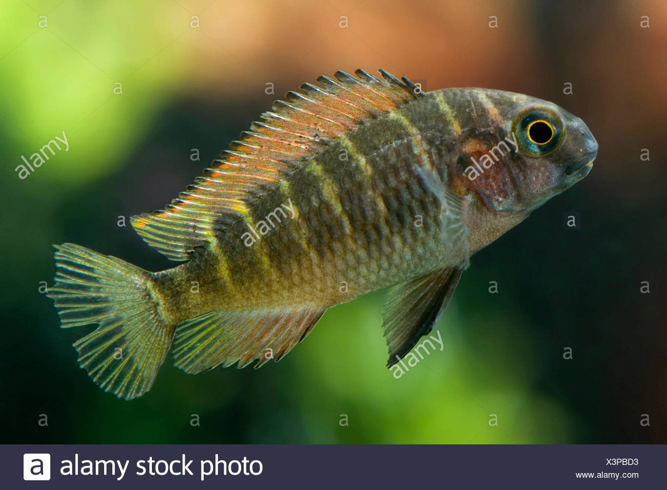 Mooriis High Resolution Stock Photography and Images - Alamy