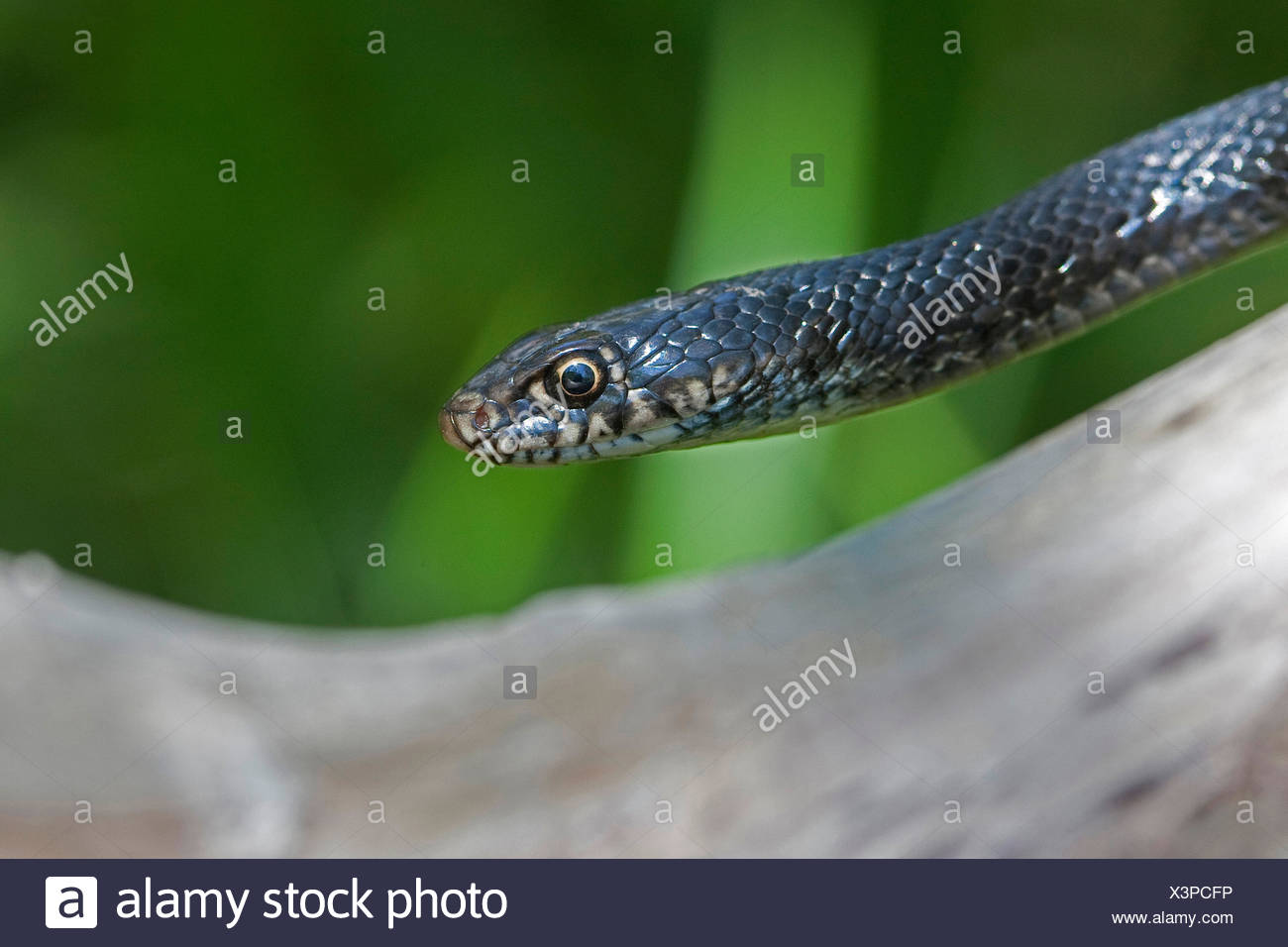 Western Whip Snake Stock Photos & Western Whip Snake Stock Images - Alamy