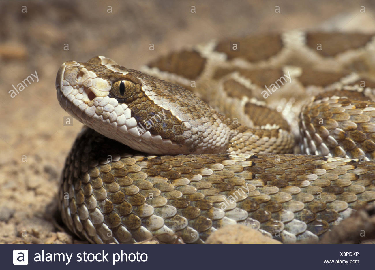 Rattlesnake Face High Resolution Stock Photography and Images - Alamy