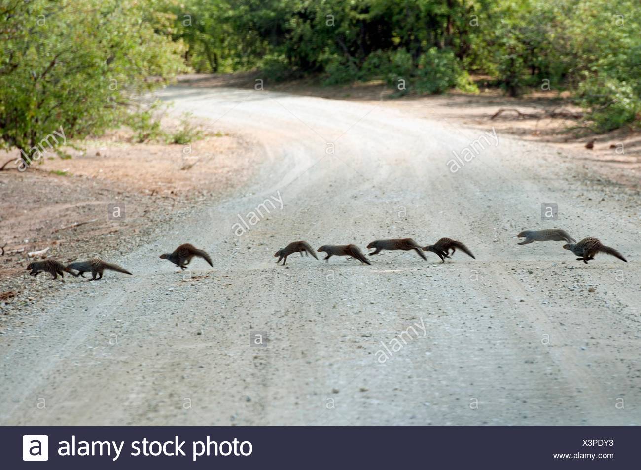 Banded Mongooses High Resolution Stock Photography and Images - Alamy