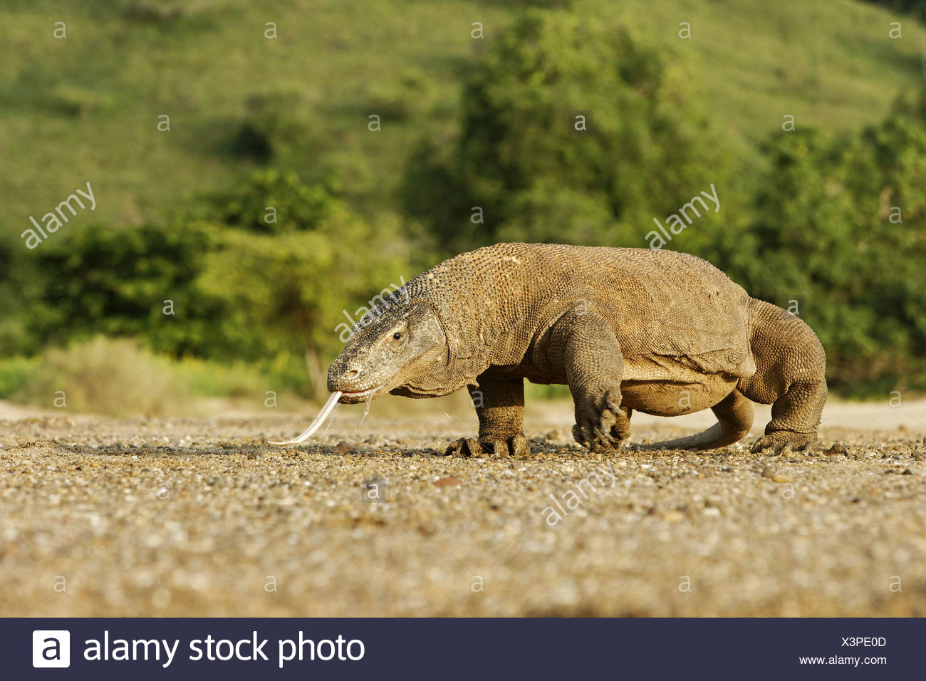 Drools High Resolution Stock Photography and Images - Alamy