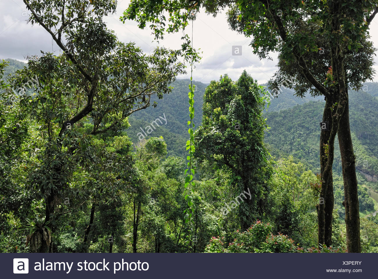 Rain Canopy High Resolution Stock Photography and Images - Alamy