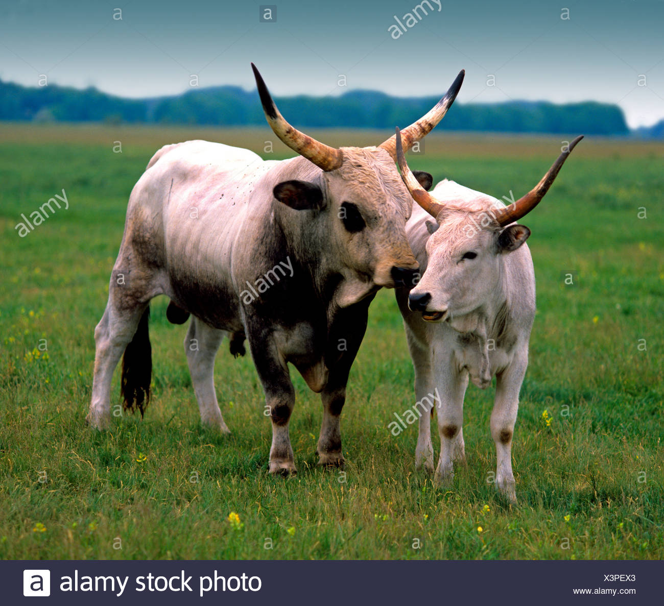 Hungarian Grey Cattle Or Hungarian Steppe Cattle Stock Photos ...