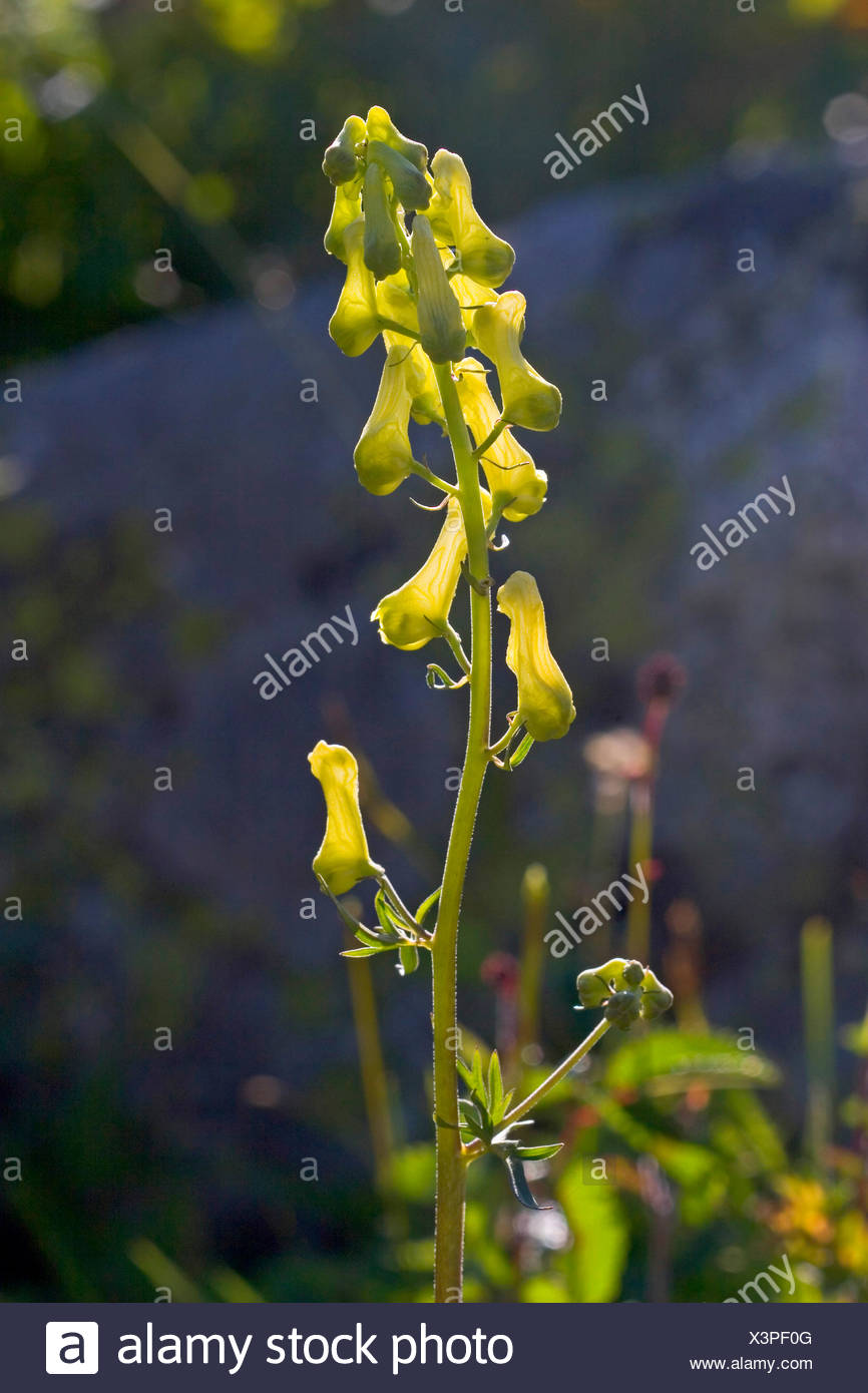 Wolfsbane Or Monkshood High Resolution Stock Photography and Images - Alamy