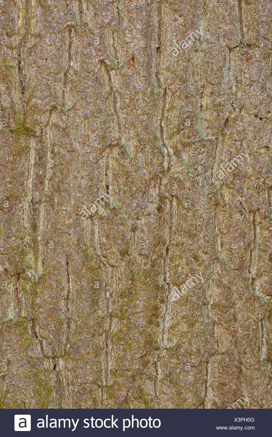 Ash Tree Fraxinus Excelsior Trunk High Resolution Stock Photography and ...