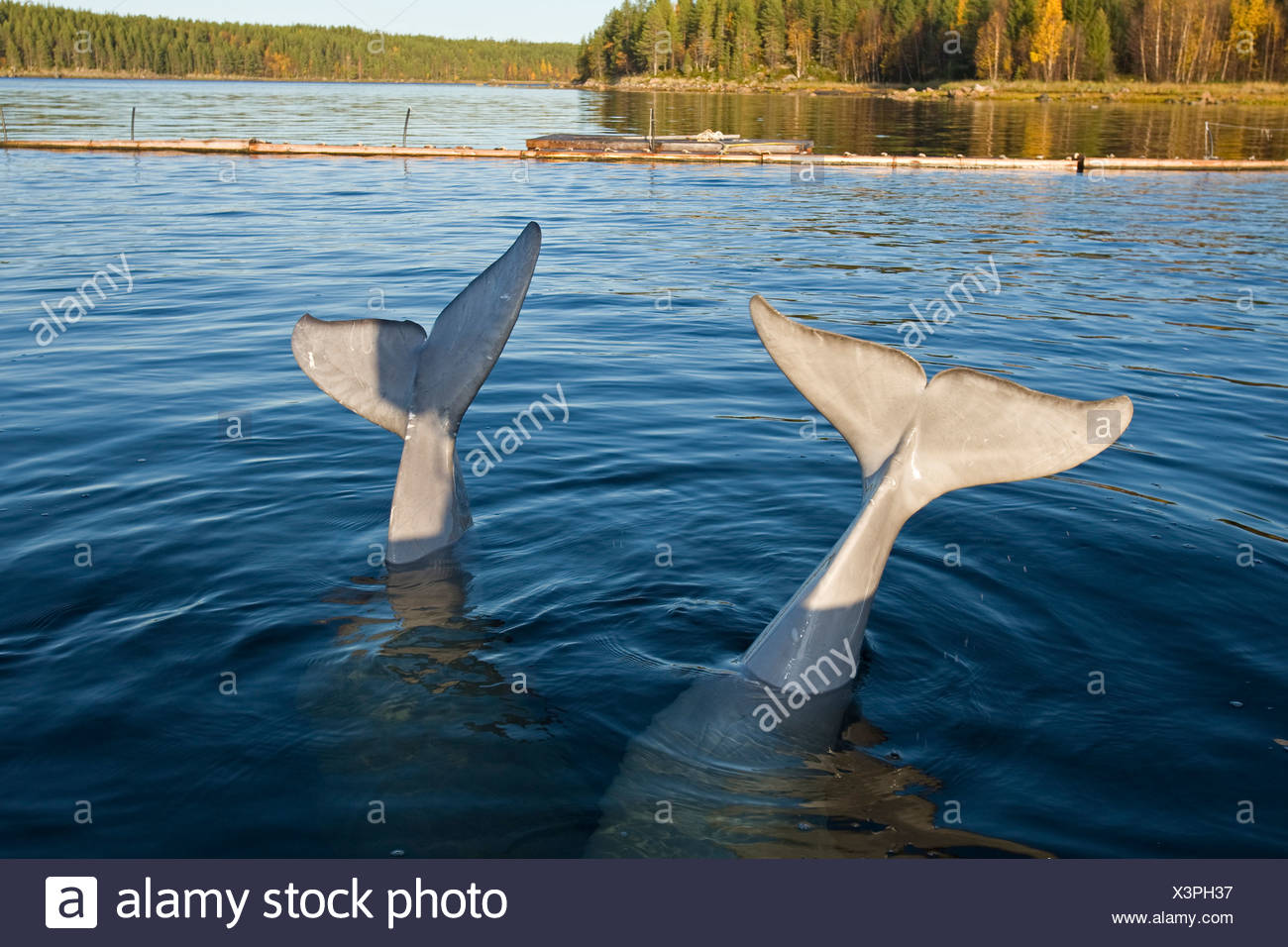 Beluga Whales Displaying Tail Fins High Resolution Stock Photography ...
