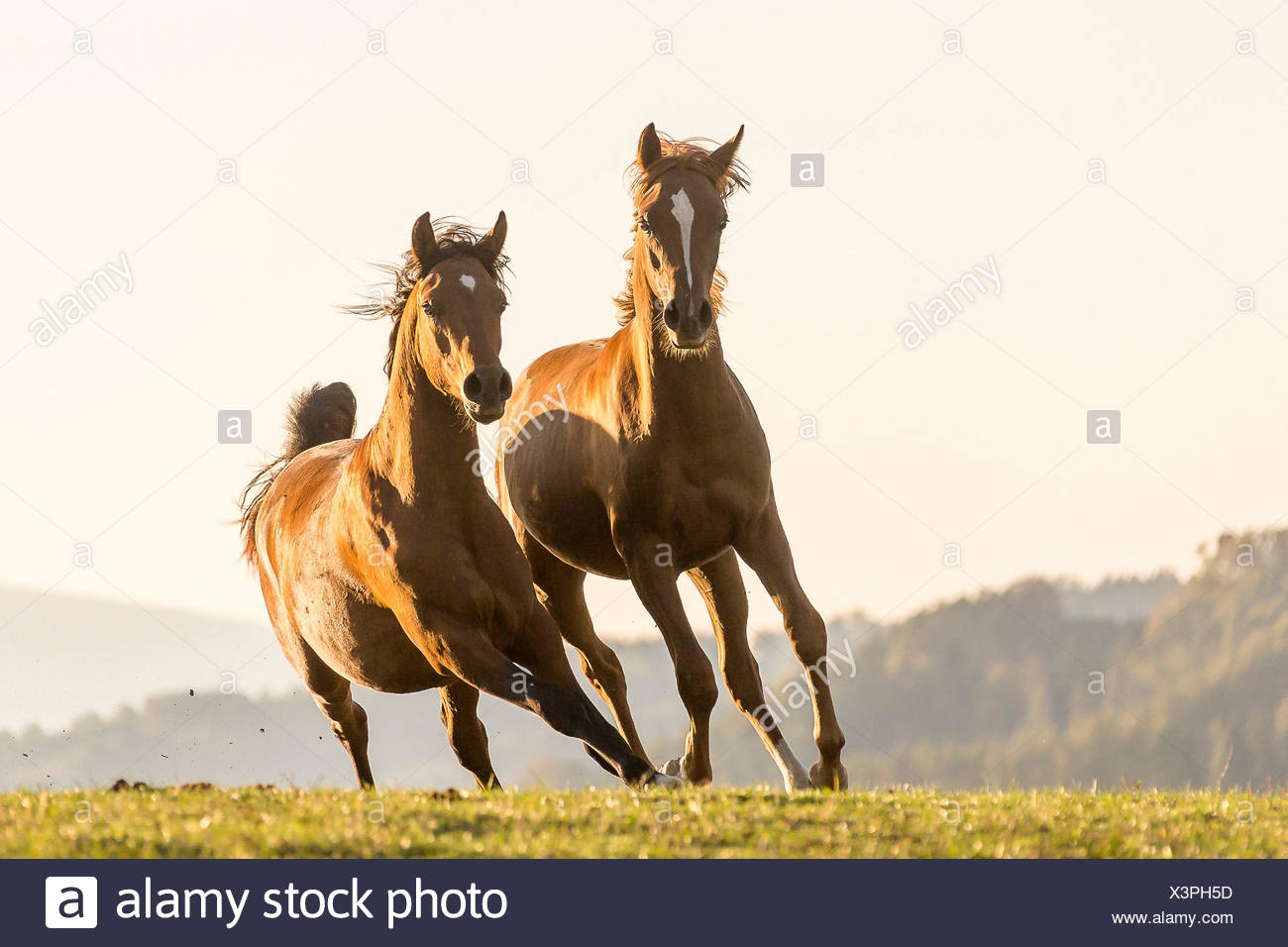 Yearlings Stock Photos & Yearlings Stock Images - Alamy