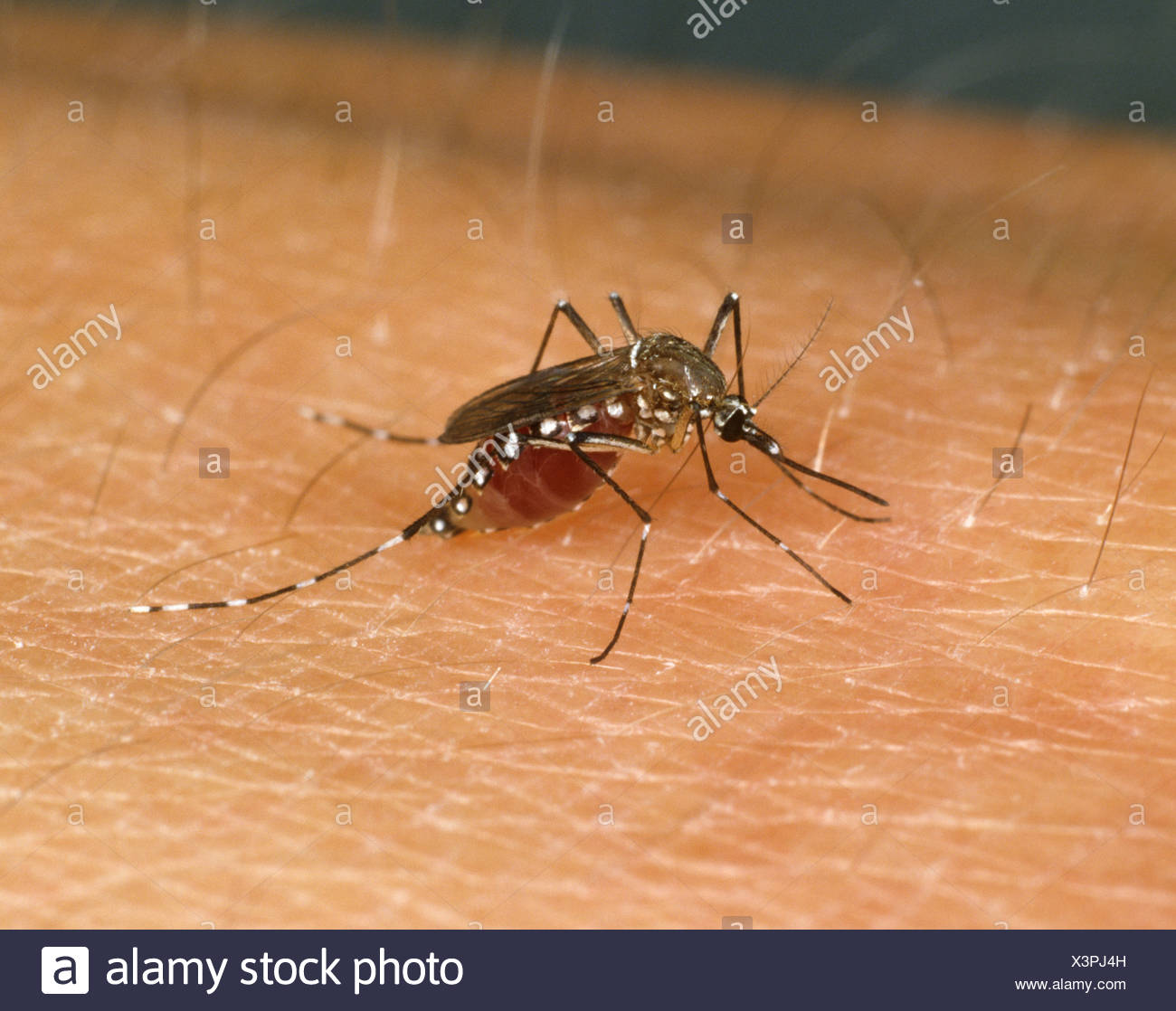 Mosquito Stock Photos & Mosquito Stock Images - Alamy