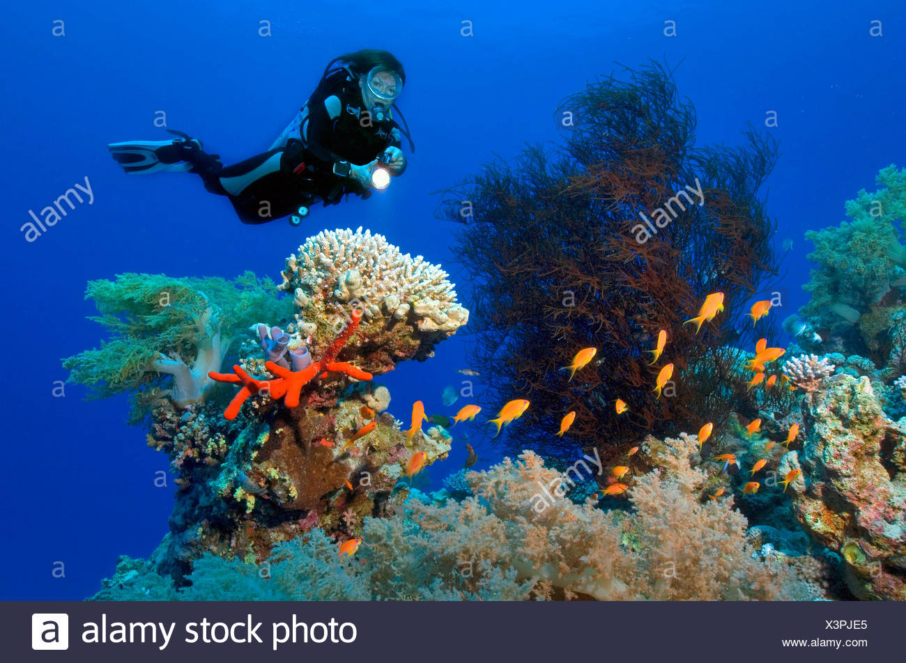 Anthelia Spec High Resolution Stock Photography and Images - Alamy
