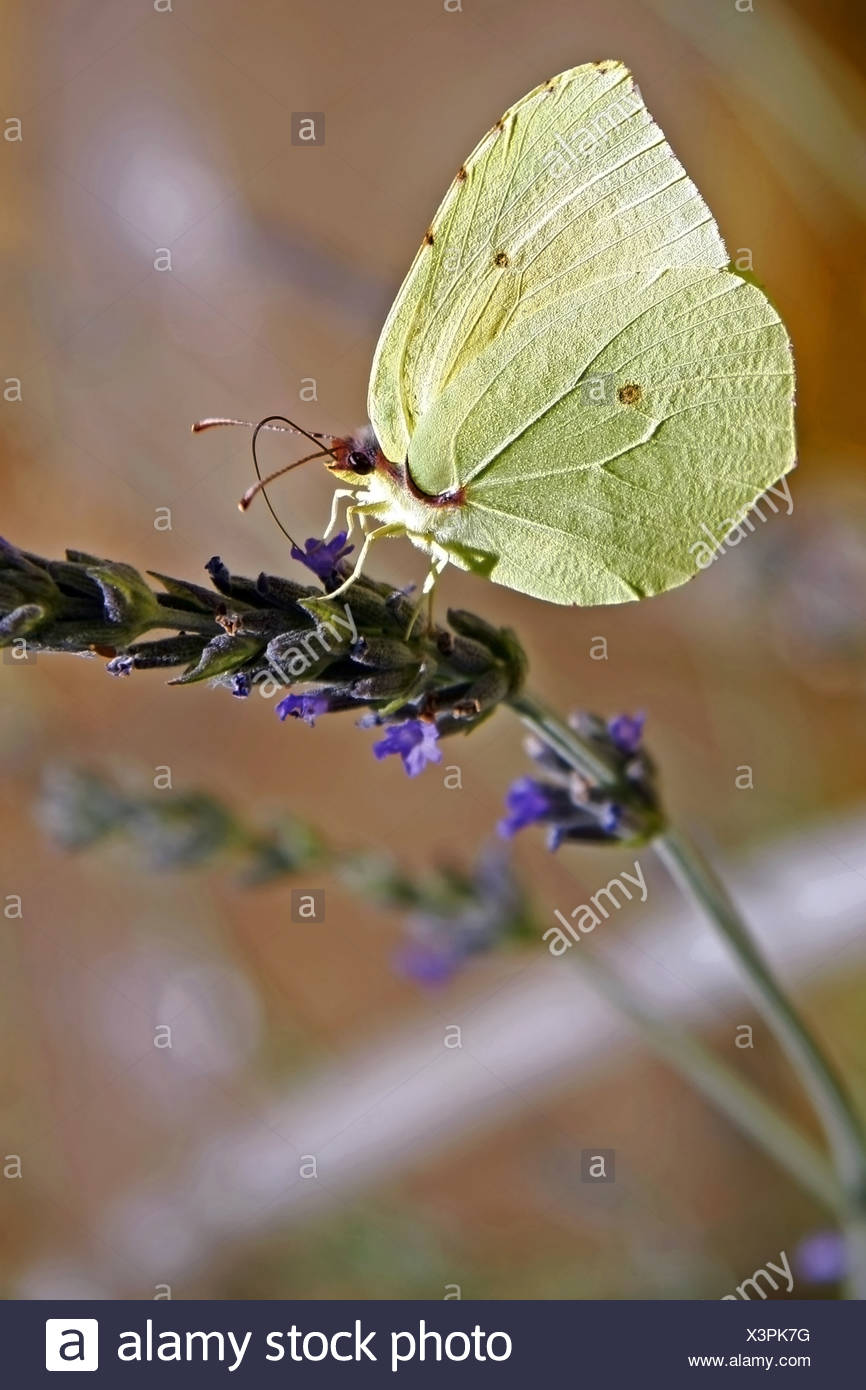 Butterfly Flying Yellow Stock Photos & Butterfly Flying Yellow Stock ...