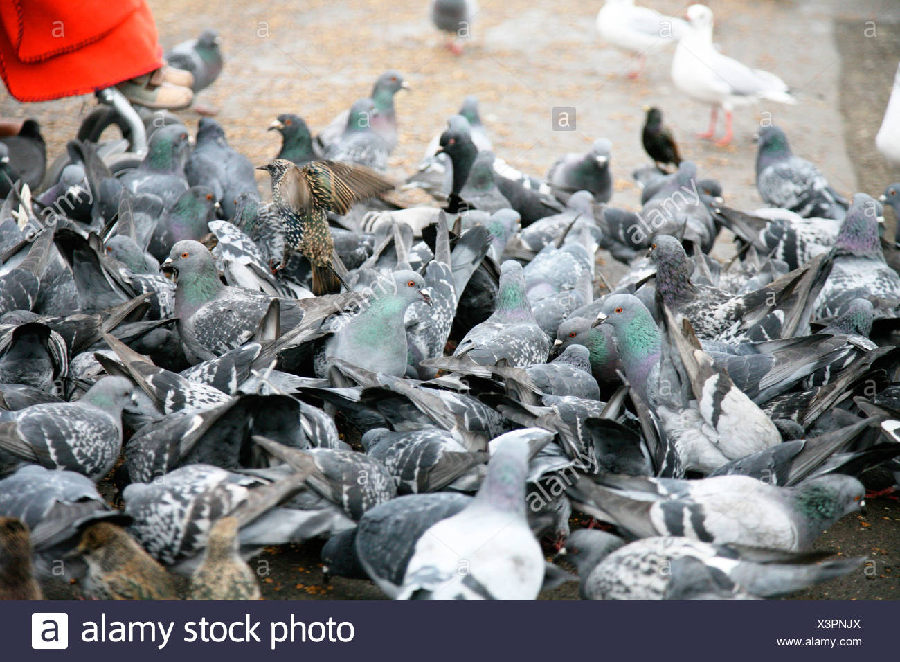 Pigeon Attack Stock Photos & Pigeon Attack Stock Images - Alamy