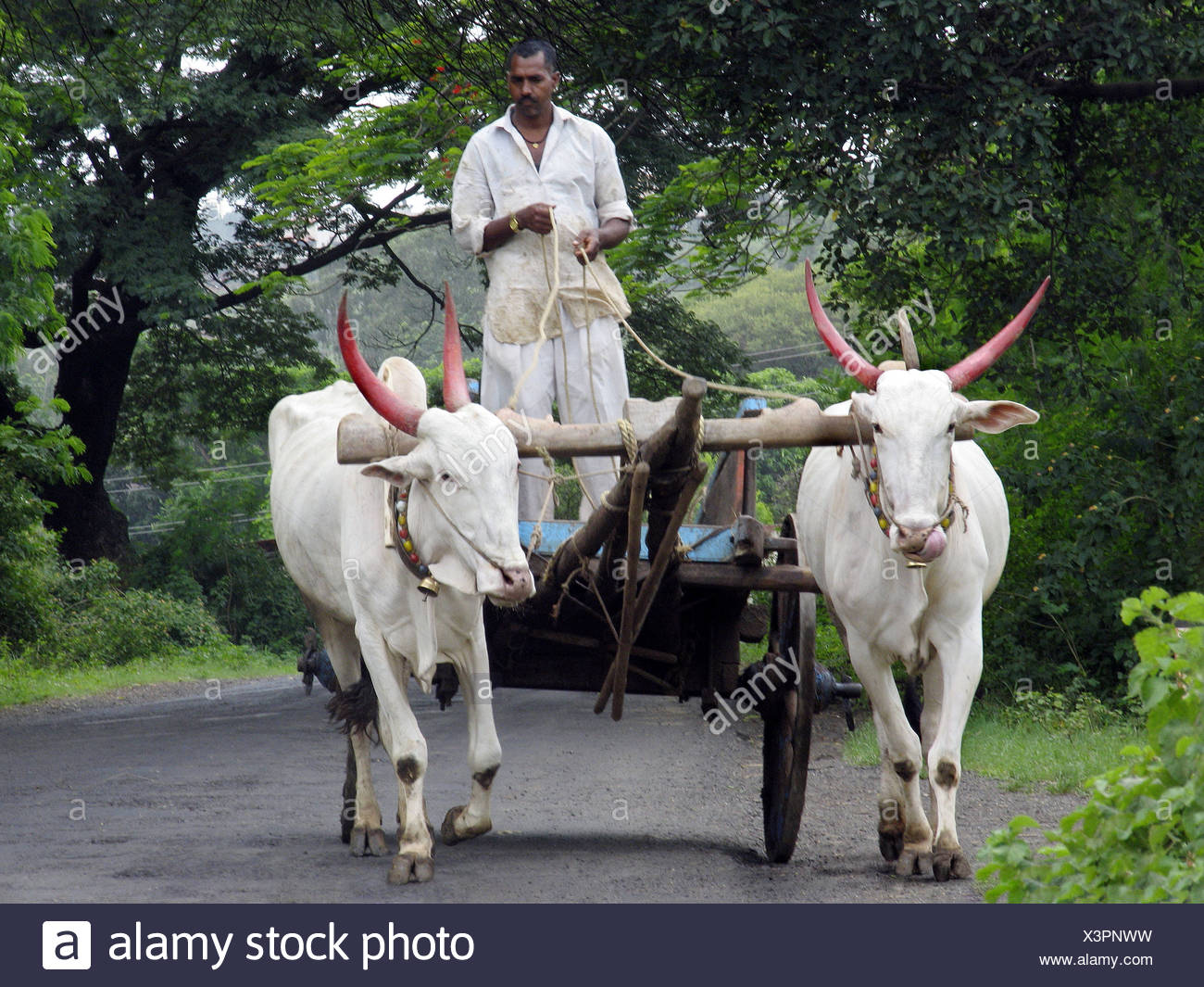 Bullock Cart India High Resolution Stock Photography and Images - Alamy
