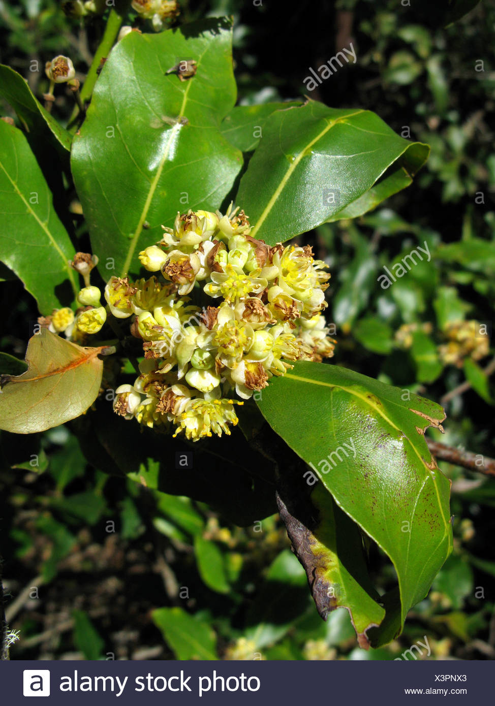 Laurus Stock Photos & Laurus Stock Images - Alamy
