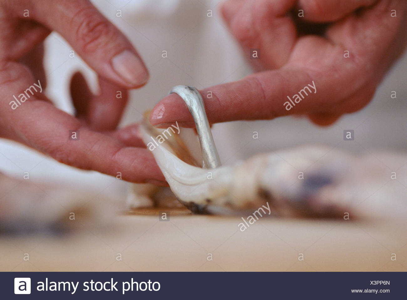 Ink Sac Stock Photos & Ink Sac Stock Images - Alamy