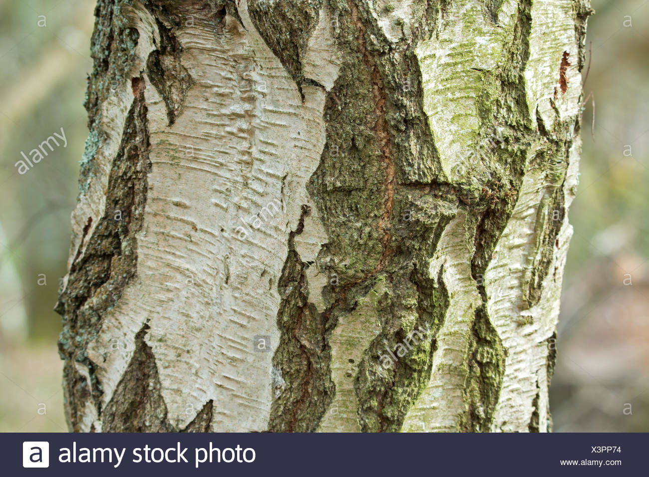 Silver Tree Bark High Resolution Stock Photography and Images - Alamy