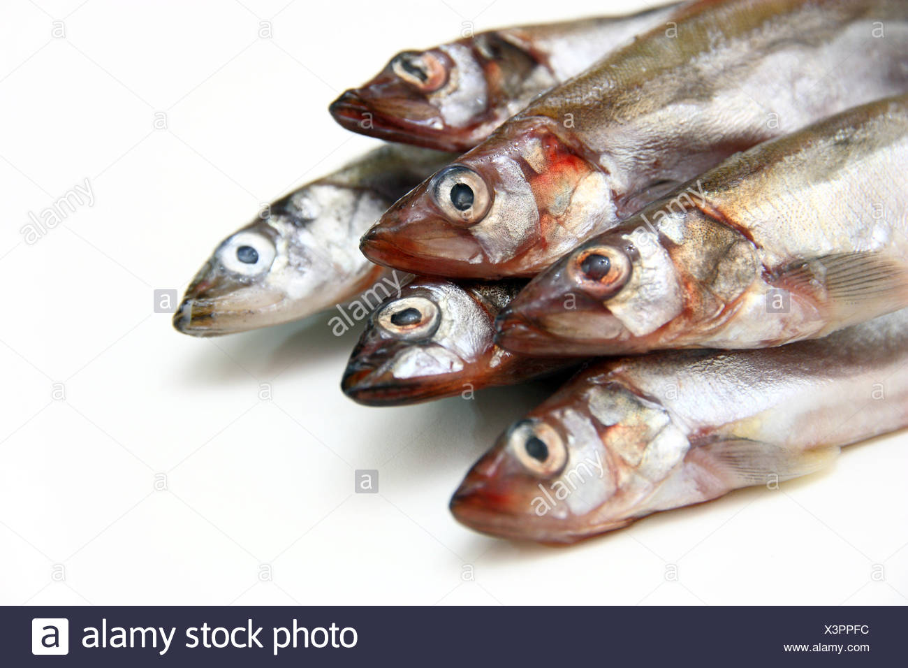 Capelin Stock Photos & Capelin Stock Images - Alamy