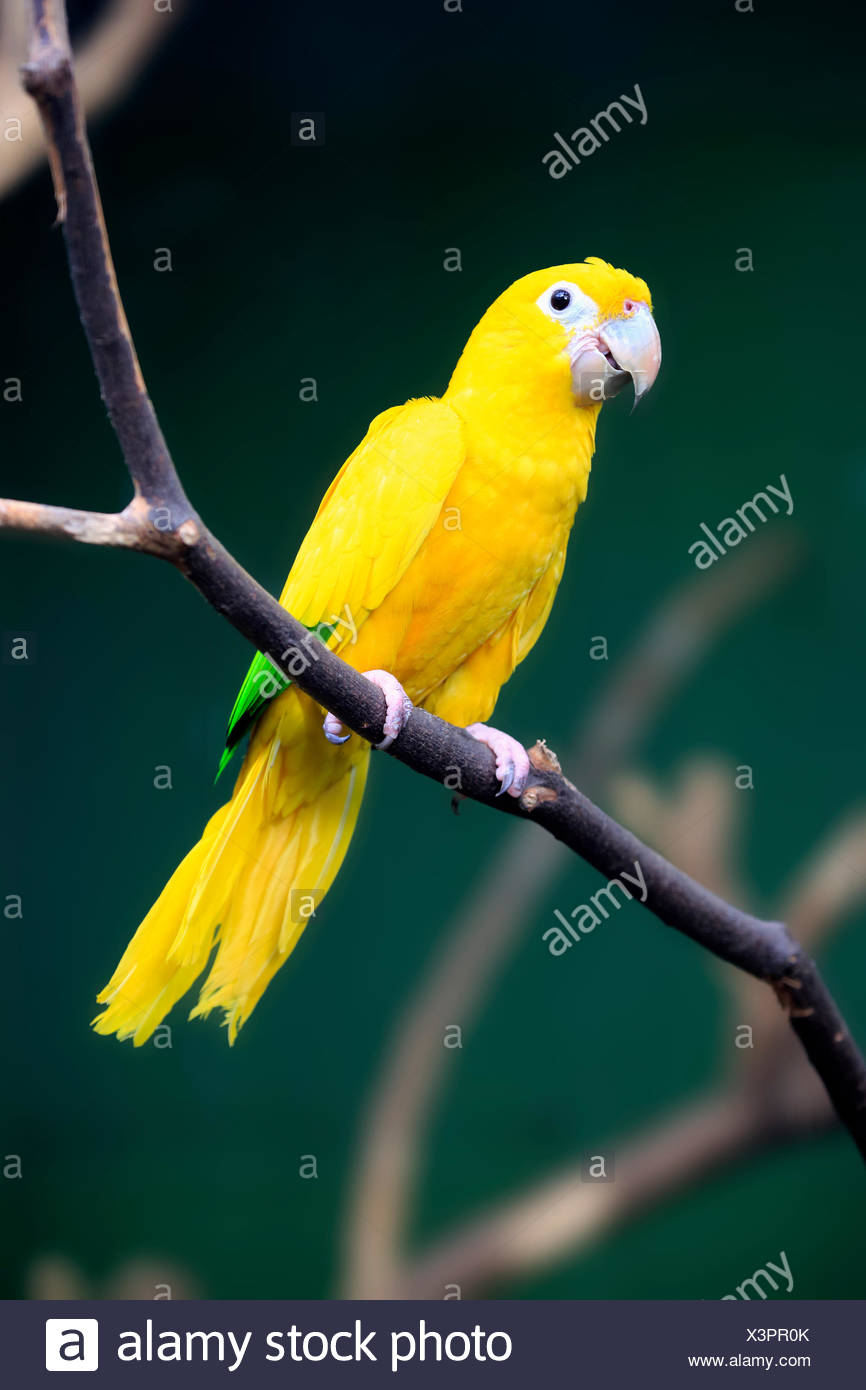 Golden Parakeet High Resolution Stock Photography and Images - Alamy