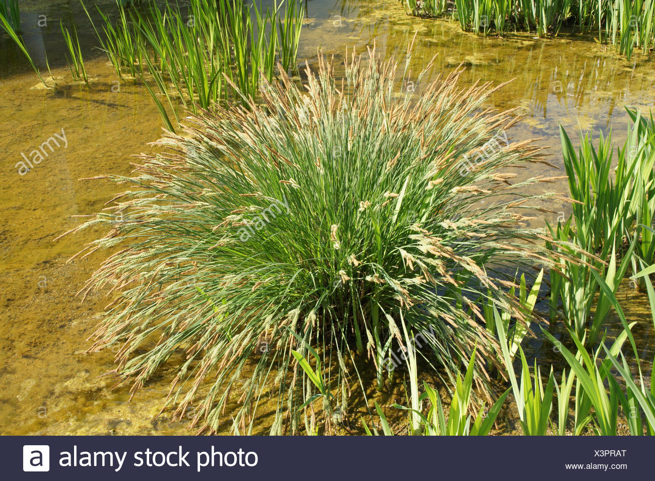Steife Segge High Resolution Stock Photography and Images - Alamy