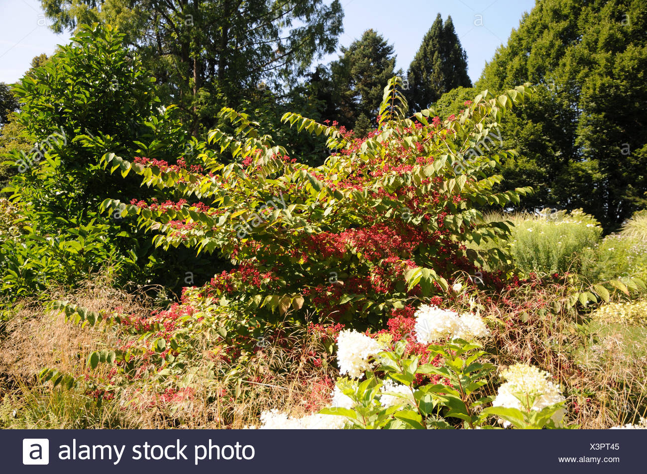 Japanese Bush High Resolution Stock Photography and Images - Alamy