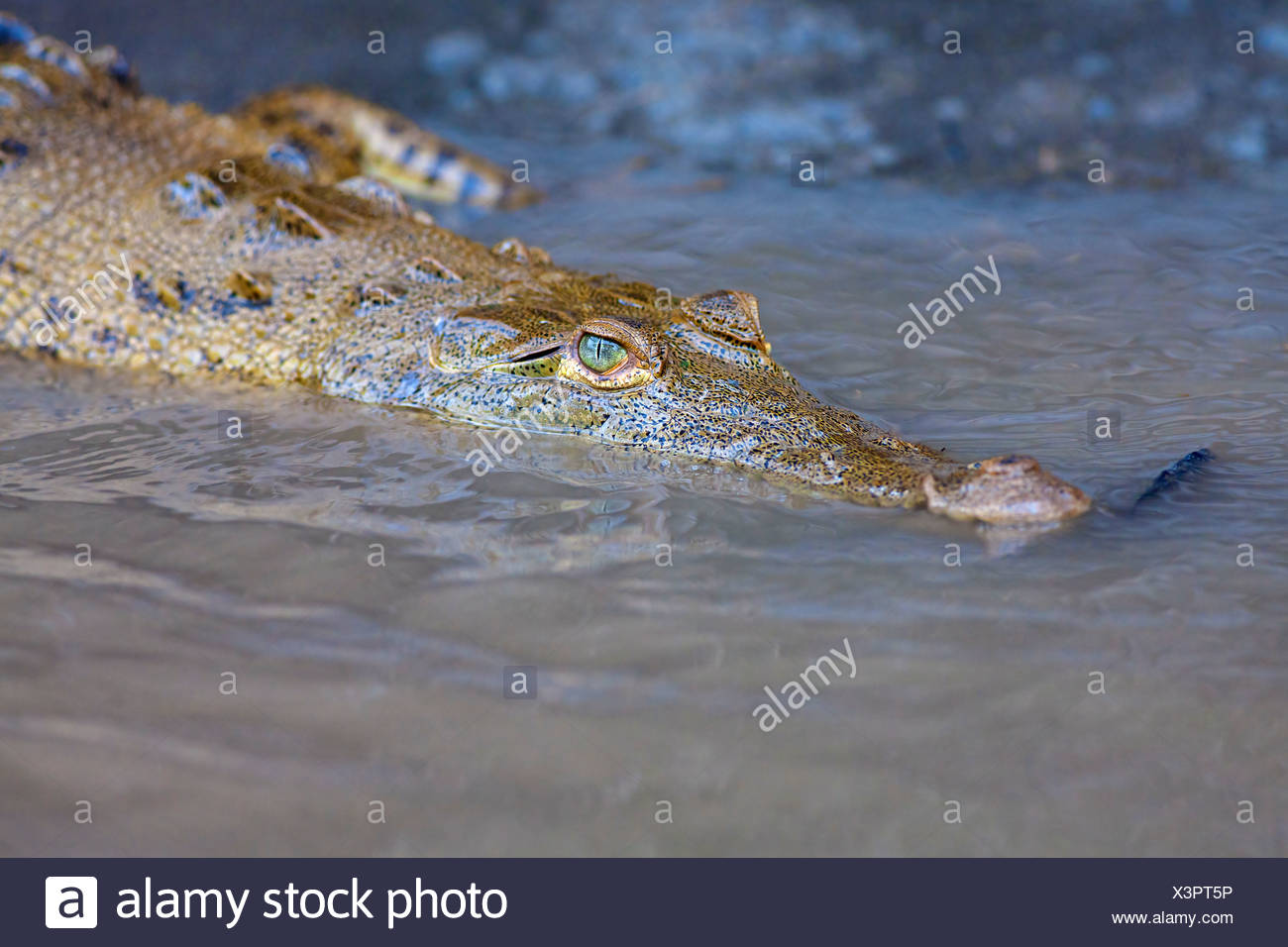 Baby Crocodile High Resolution Stock Photography and Images - Alamy