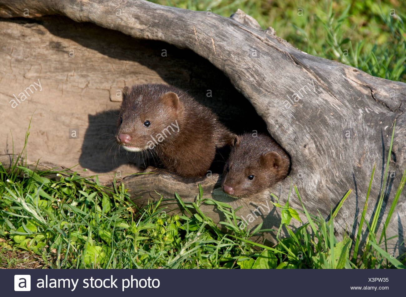 American Mink Mustela Vison High Resolution Stock Photography and ...