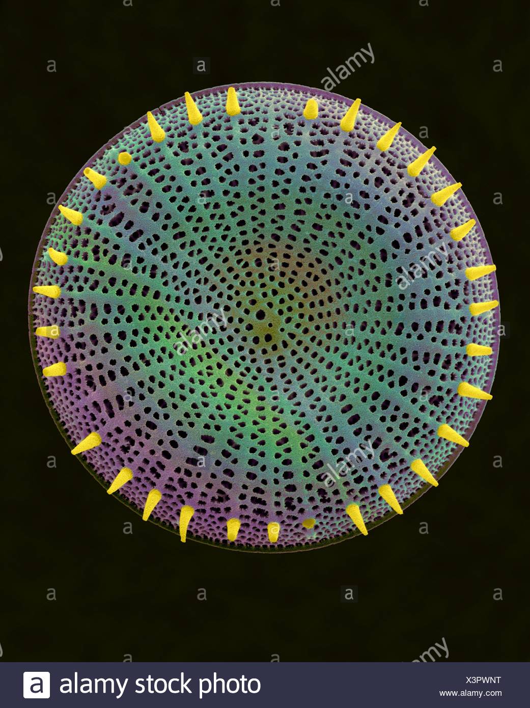 Diatoms Micrograph High Resolution Stock Photography and Images - Alamy