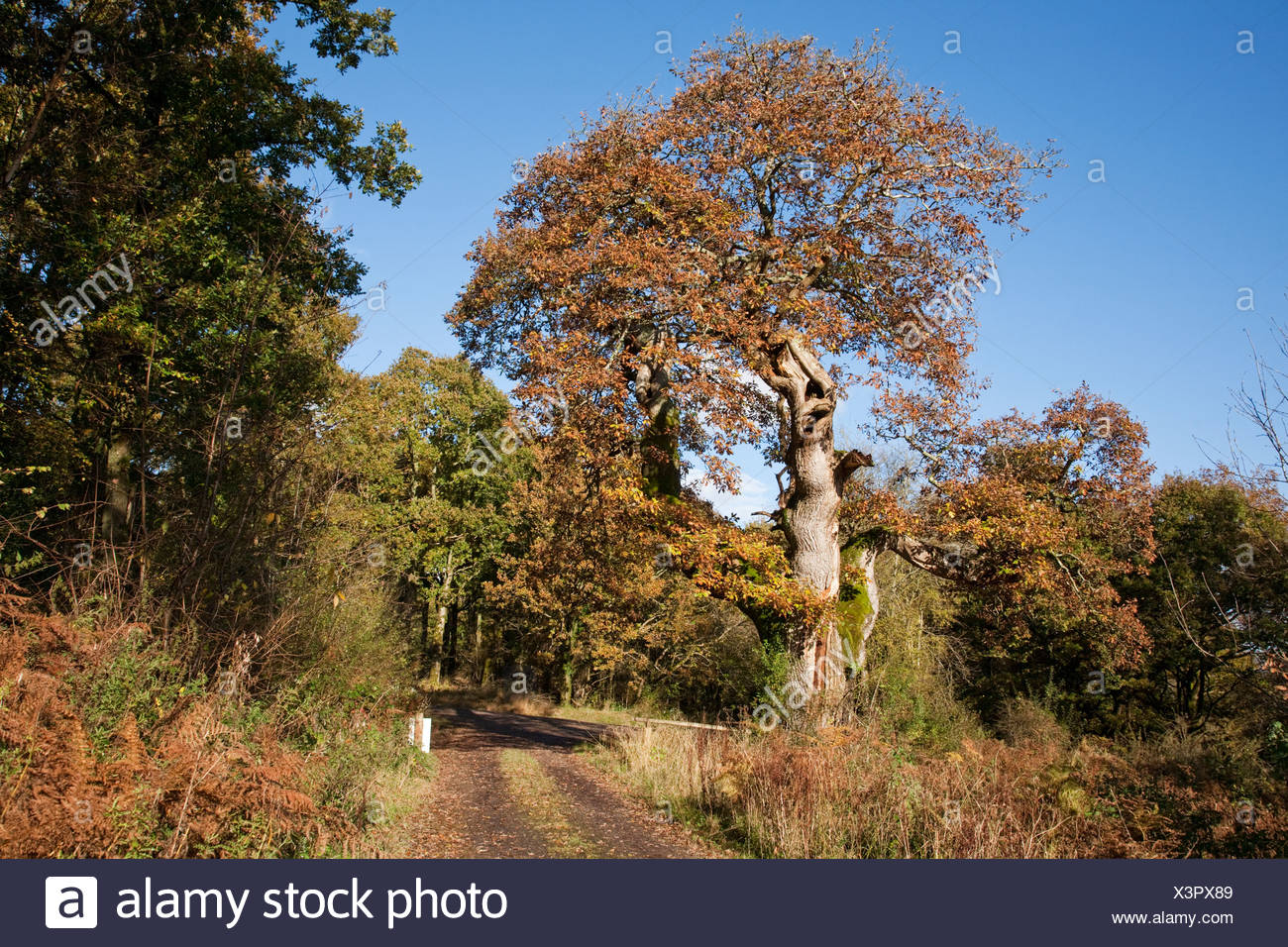 Ancient Oak Trees Uk Stock Photos & Ancient Oak Trees Uk Stock Images ...