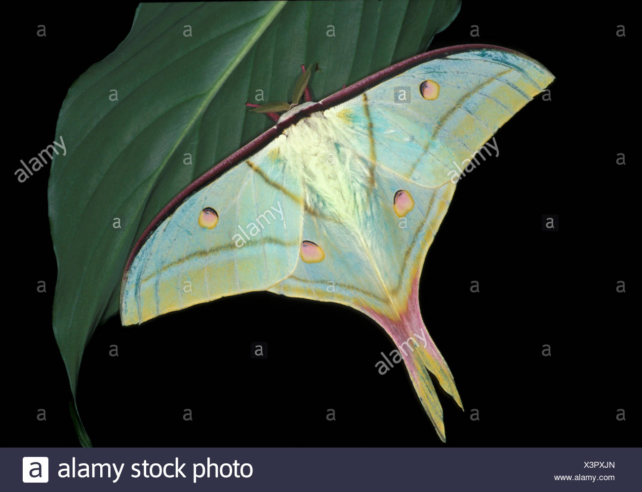 Indian Moon Moth Actias Selene High Resolution Stock Photography and ...