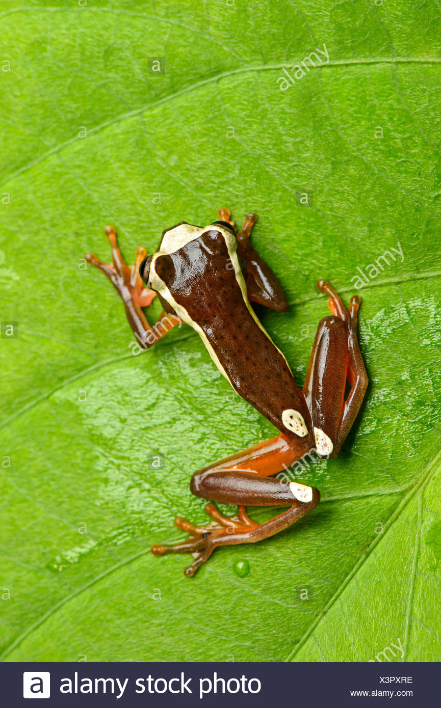 Dendropsophus Leucophyllatus High Resolution Stock Photography and ...