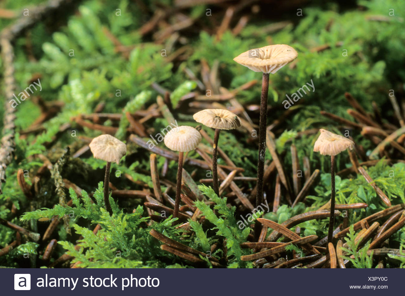 Perforans High Resolution Stock Photography and Images - Alamy