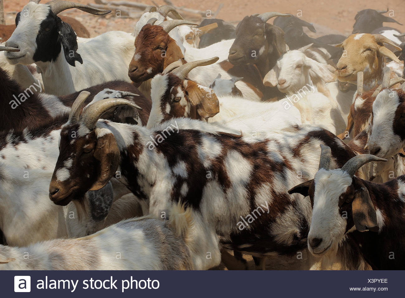 Caprine Animals High Resolution Stock Photography and Images - Alamy