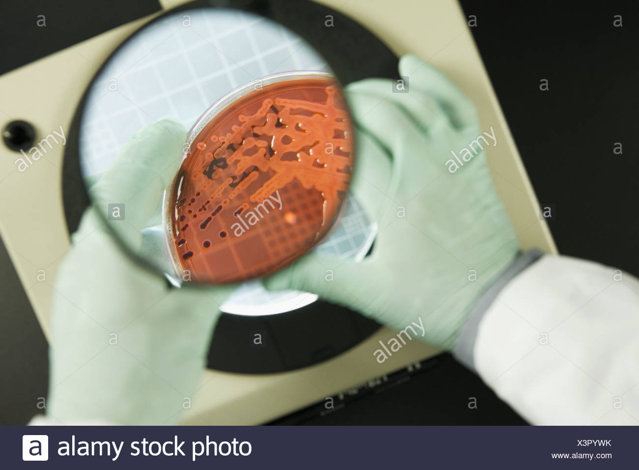 Microscope Image Of Bacteria High Resolution Stock Photography and ...