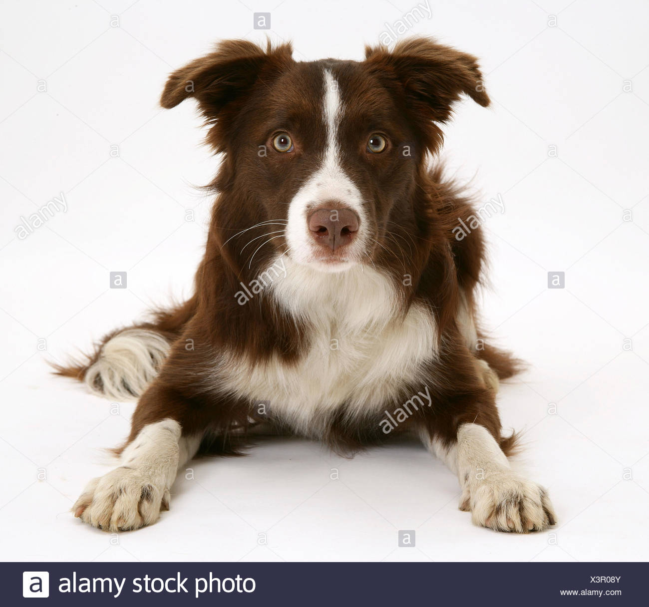 Chocolate Border Collie Stock Photos & Chocolate Border Collie Stock ...