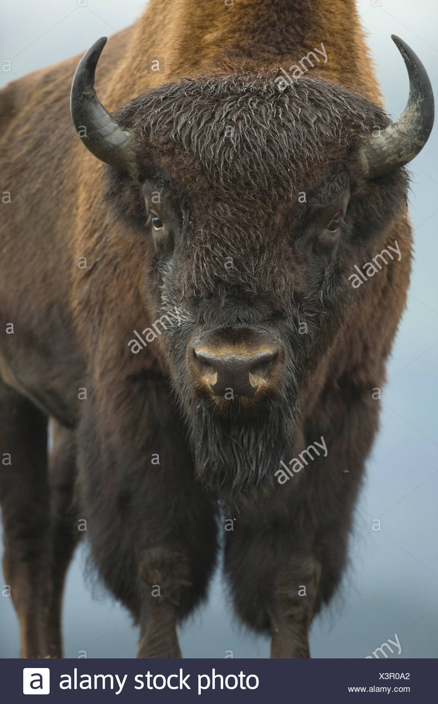 American Bison Bison Bison High Resolution Stock Photography and Images ...