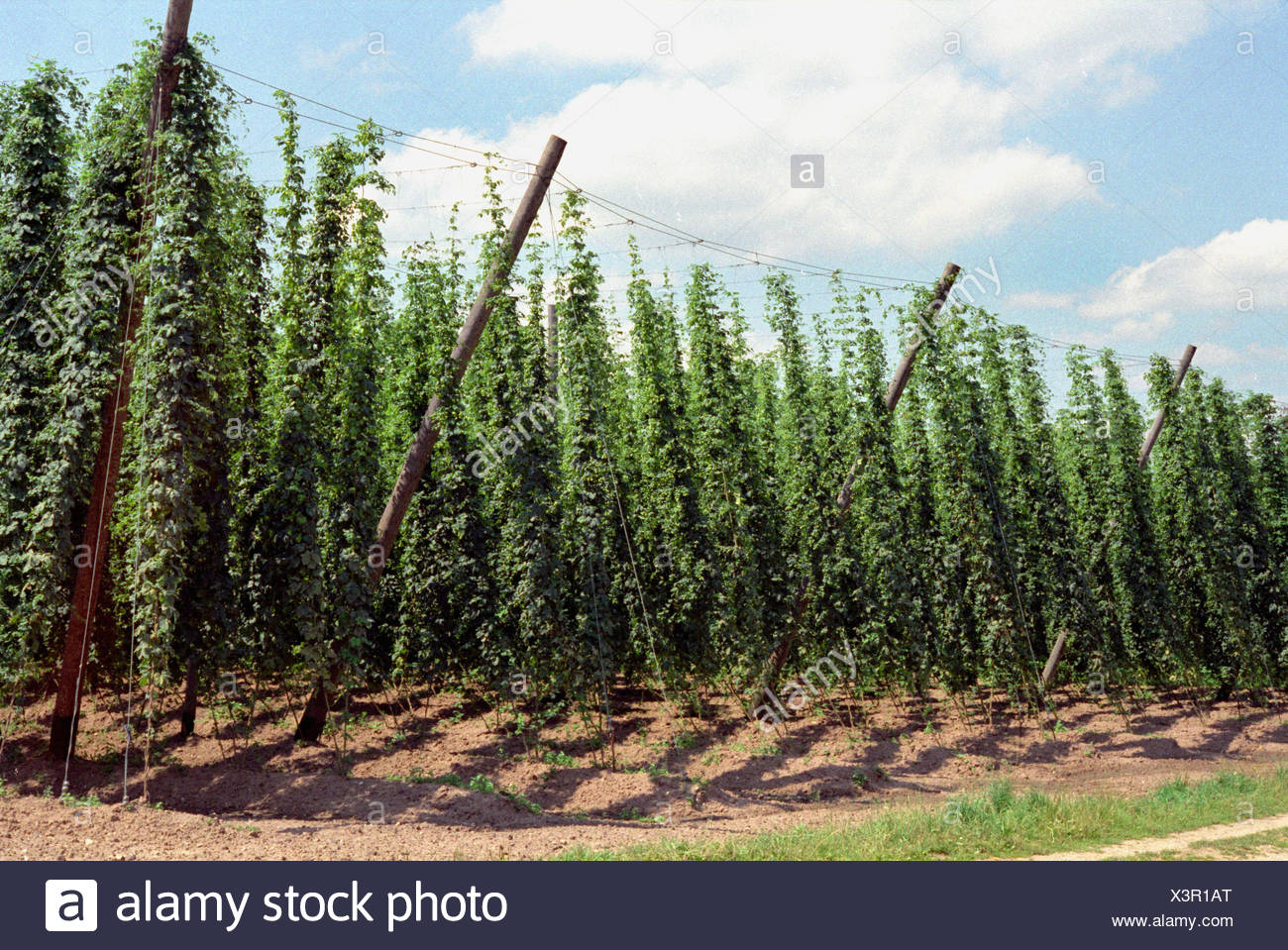 Hopfenfeld Stock Photos & Hopfenfeld Stock Images - Alamy