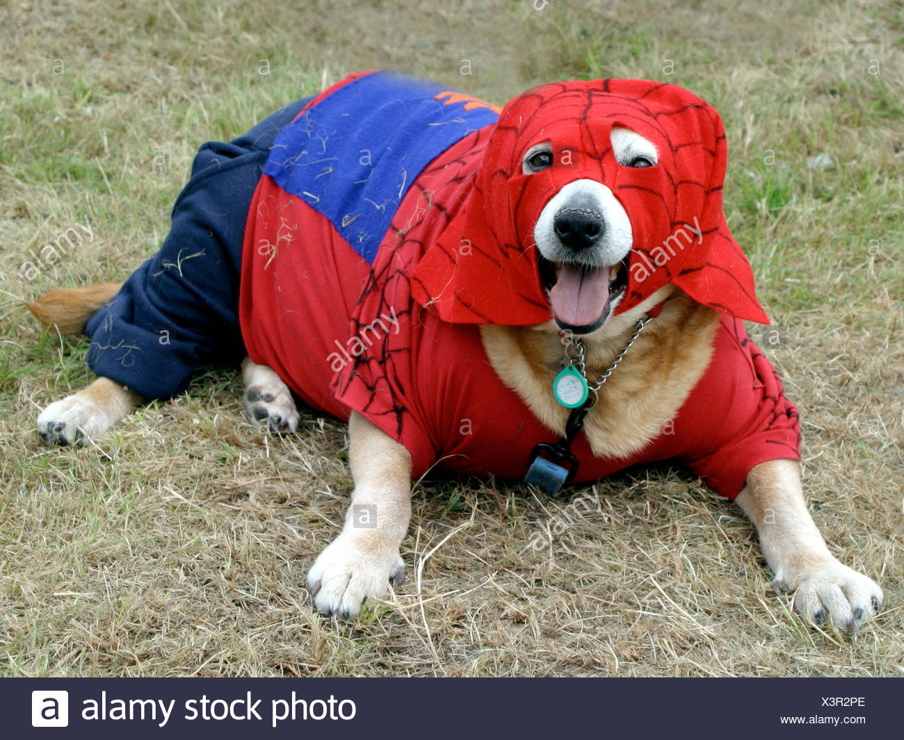 Spiderman Costume Stock Photos & Spiderman Costume Stock Images - Alamy