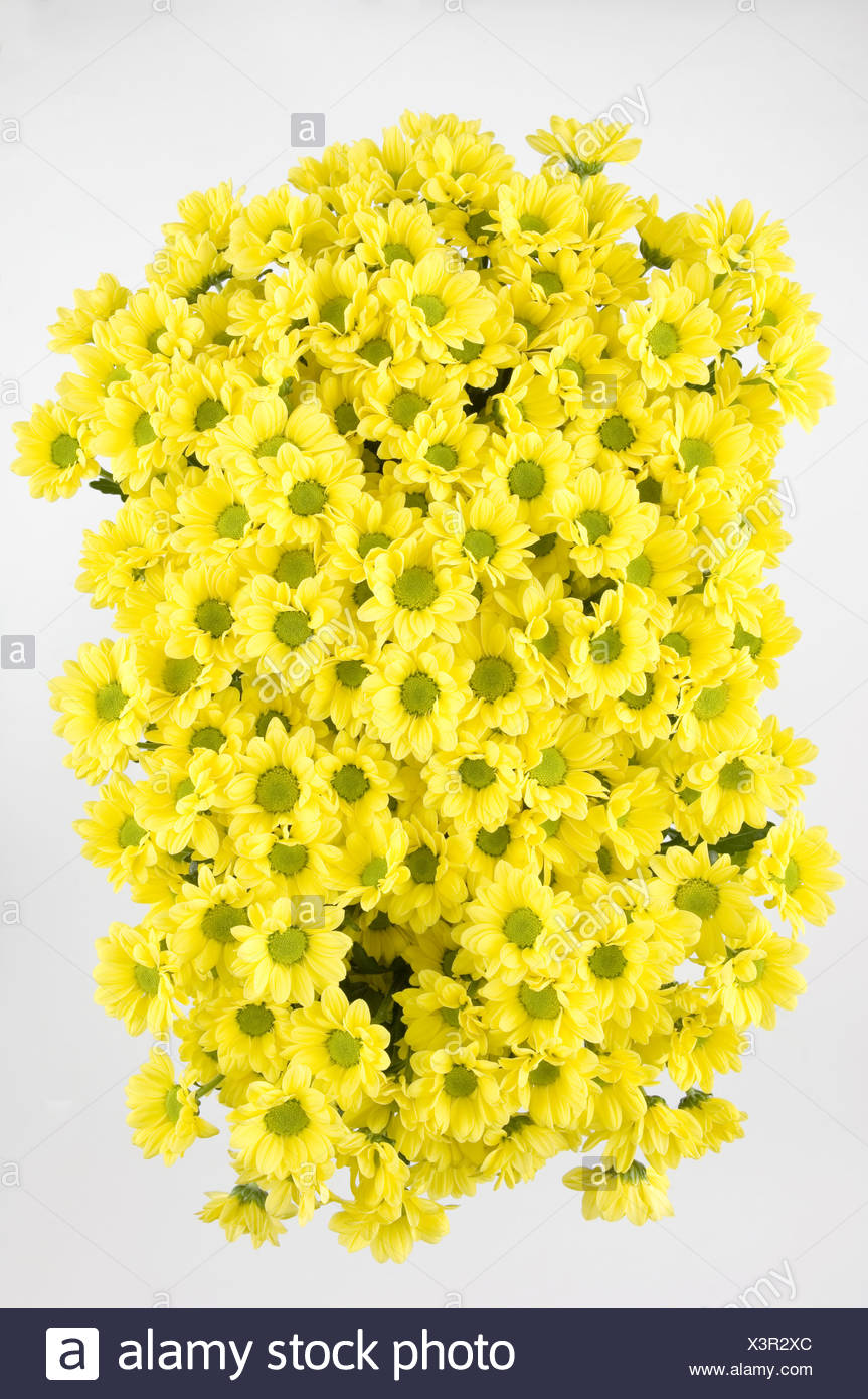 Chrysanthemum Santini Stock Photos & Chrysanthemum Santini Stock Images ...