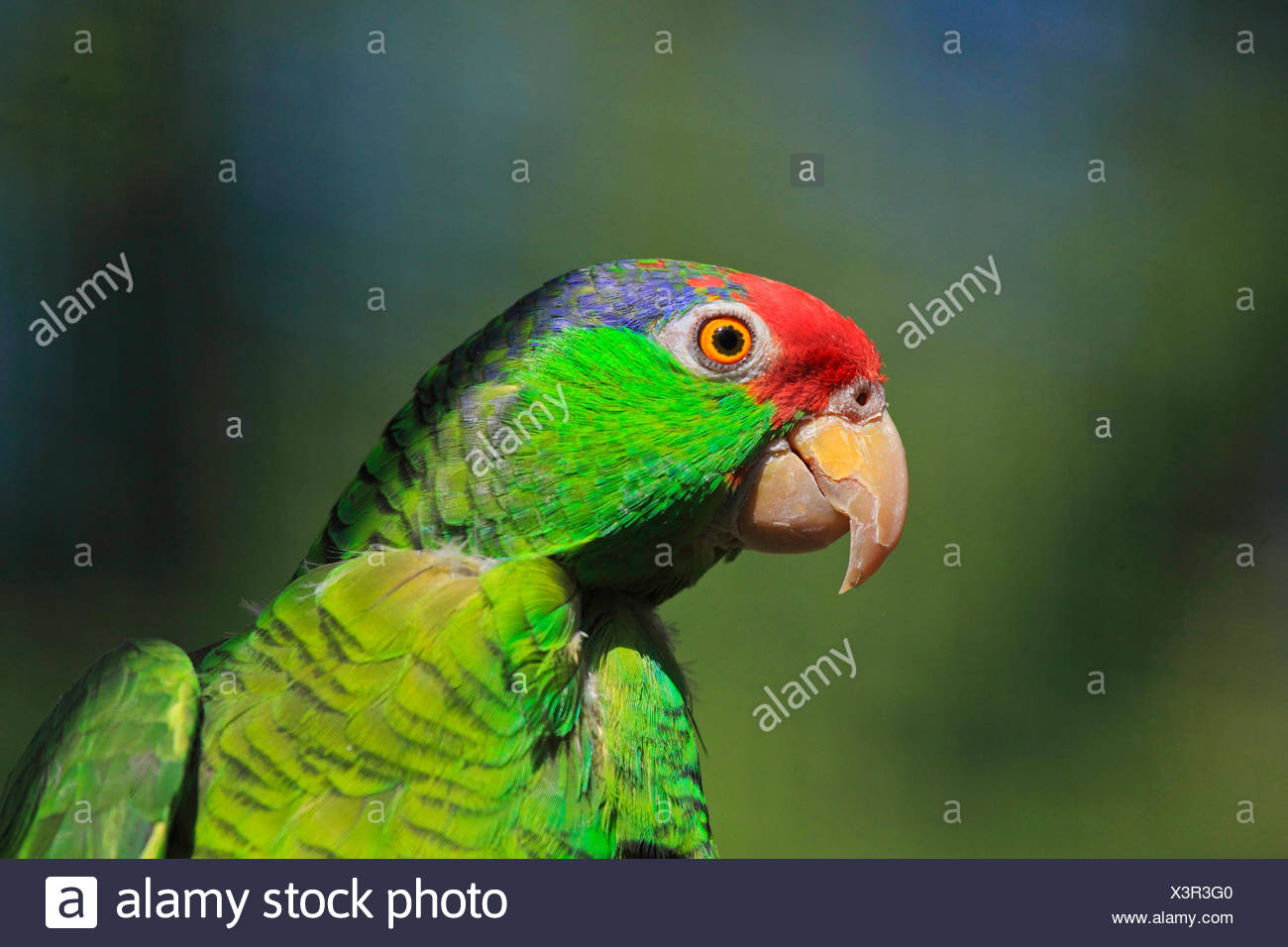 Amazons Birds High Resolution Stock Photography and Images - Alamy