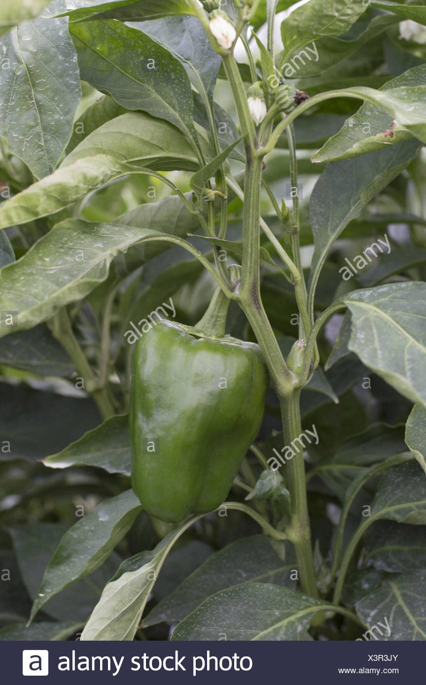 Capsicum Annuum India High Resolution Stock Photography and Images - Alamy
