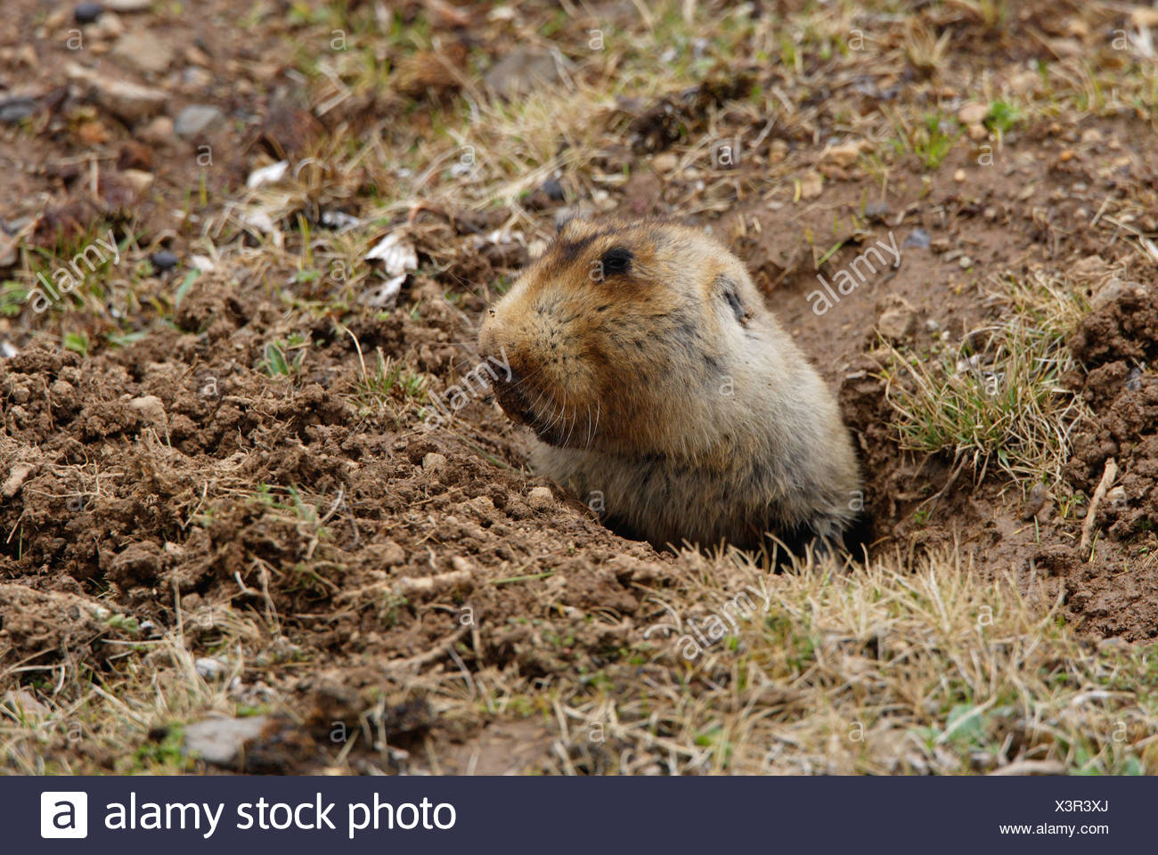 Giant Mole Rat High Resolution Stock Photography and Images - Alamy
