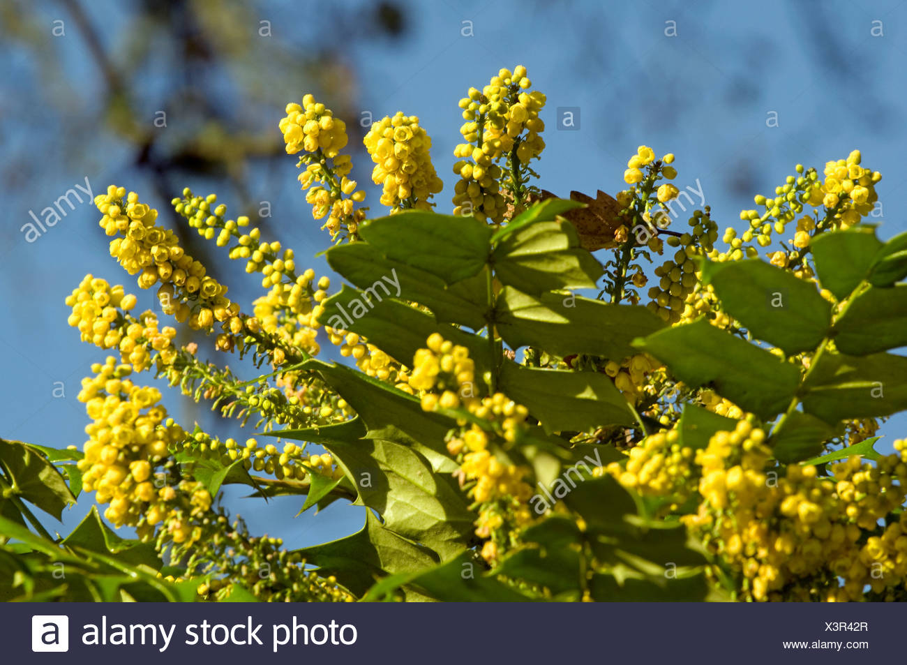 Mahonia High Resolution Stock Photography and Images - Alamy