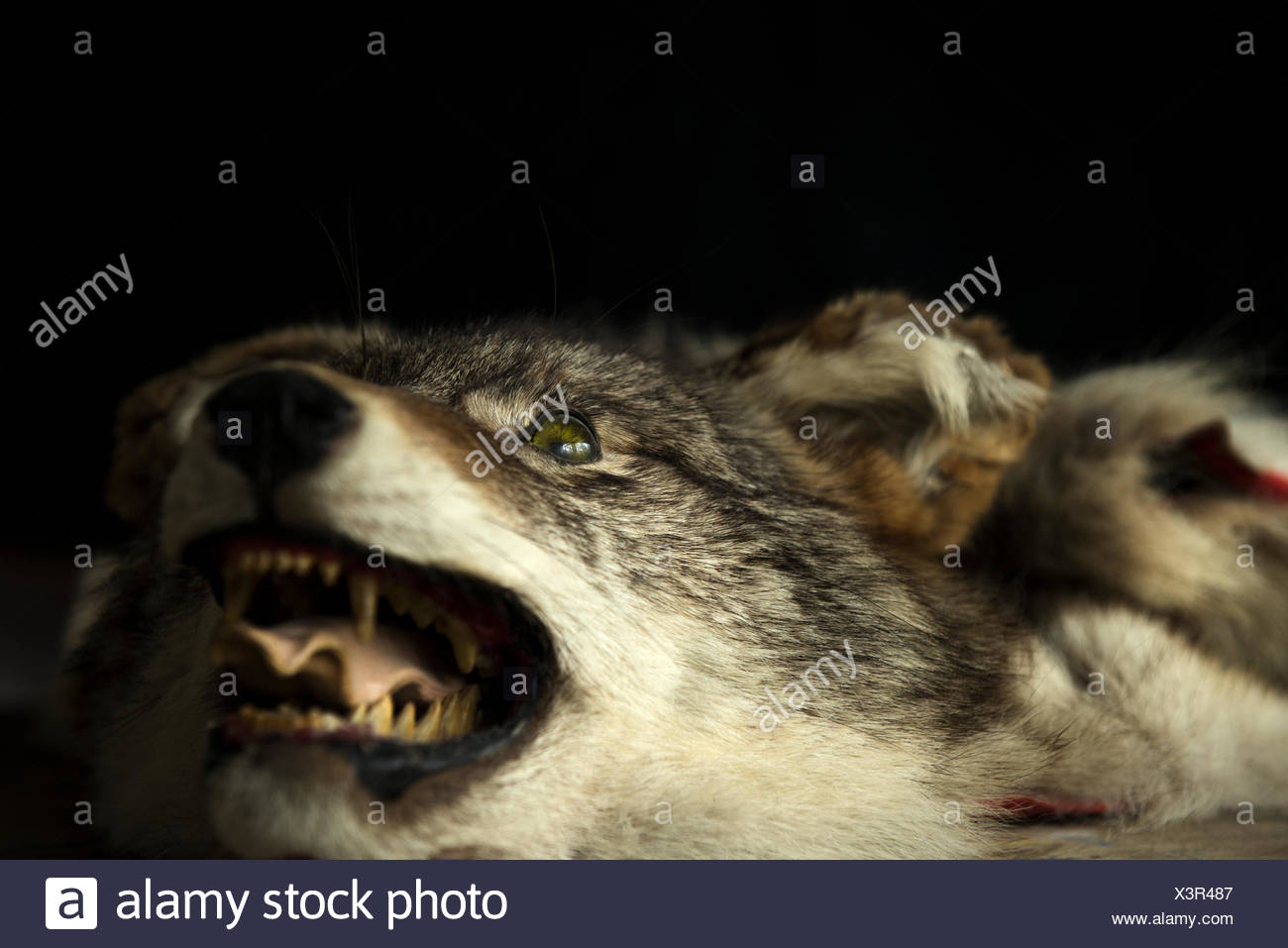 Snarling Wolf High Resolution Stock Photography and Images - Alamy