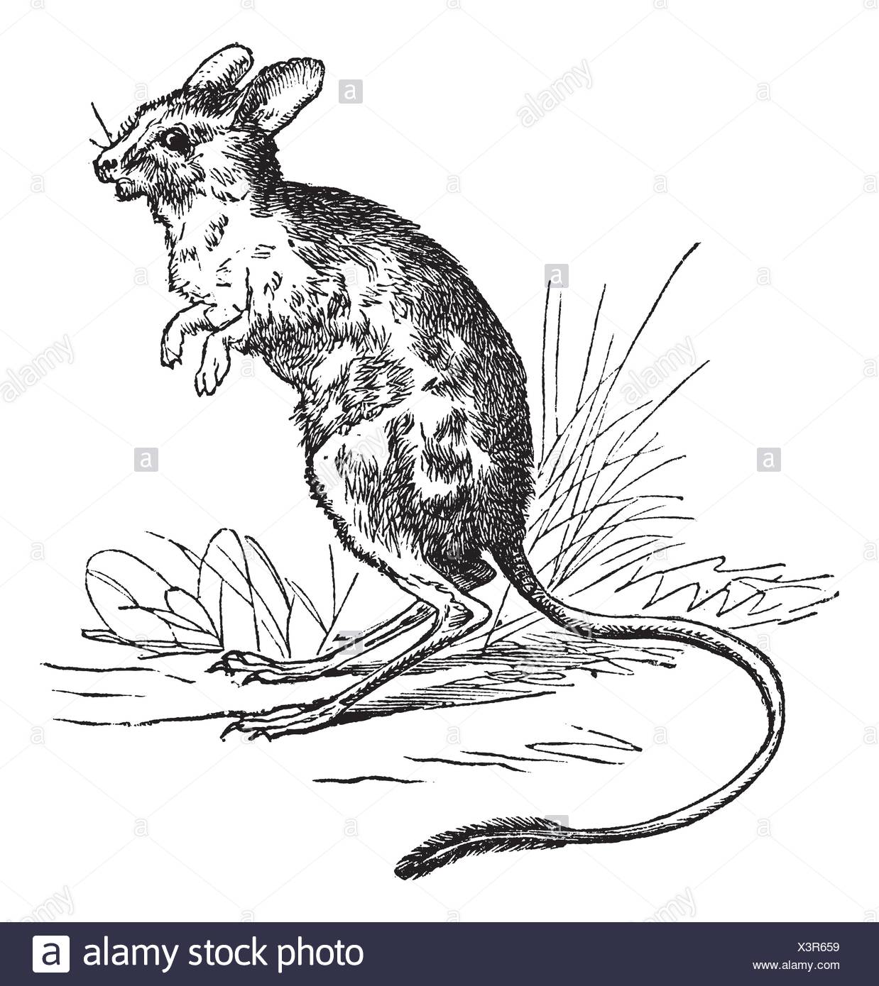 Jaculus Jaculus High Resolution Stock Photography and Images - Alamy